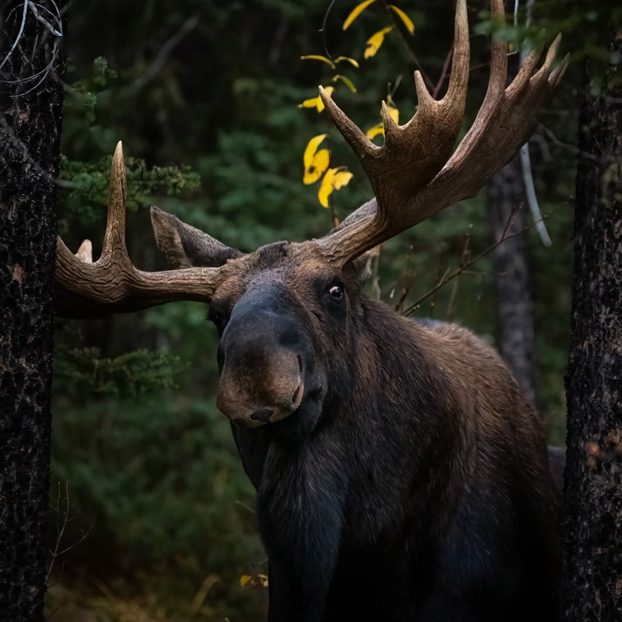 BLACKRAPID SPOTLIGHT: Shane Turgeon - BLACKRAPID